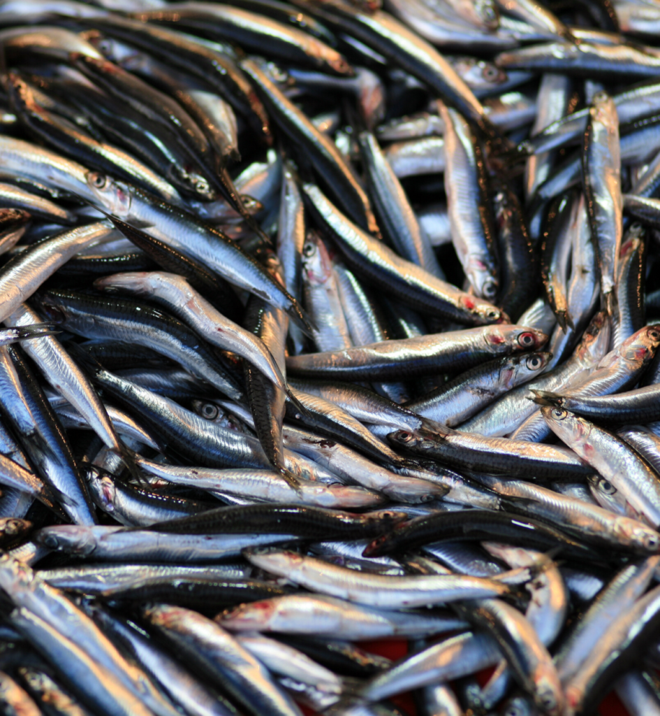 Anchovy – Teco Foods